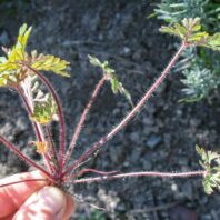 Weeds: Herb Robert (Robert geranium, stinky Bob) – Geranium robertianum ...