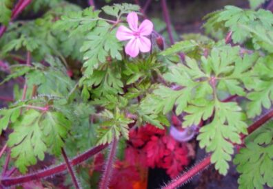 Weeds: Herb Robert (Robert geranium, stinky Bob) – Geranium robertianum ...