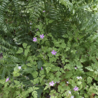 Weeds: Herb Robert (Robert geranium, stinky Bob) – Geranium robertianum ...