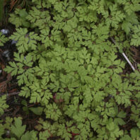 Weeds: Herb Robert (Robert geranium, stinky Bob) – Geranium robertianum ...