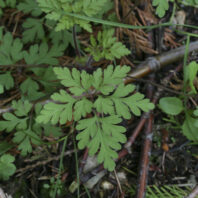 Weeds: Herb Robert (Robert geranium, stinky Bob) – Geranium robertianum ...