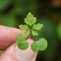 Weeds: Herb Robert (Robert geranium, stinky Bob) – Geranium robertianum ...