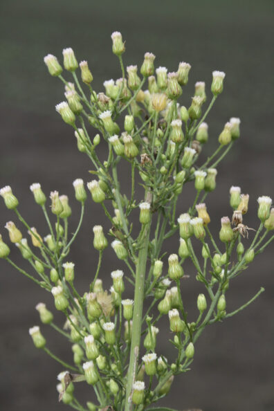 Weeds: Horseweed (Marestail) – Conyza canadensis | Hortsense ...
