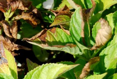 Hydrangea: Leaf scorch | Hortsense | Washington State University