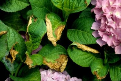 Hydrangea: Marginal leaf necrosis | Hortsense | Washington State University