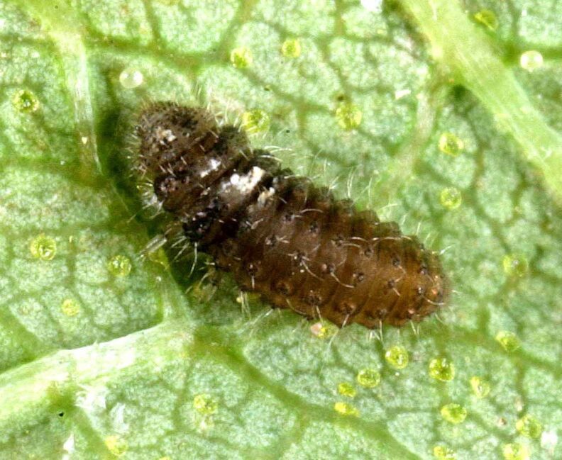 Predatory Beetles : Mite-eating lady and Scymnus beetles | Hortsense ...