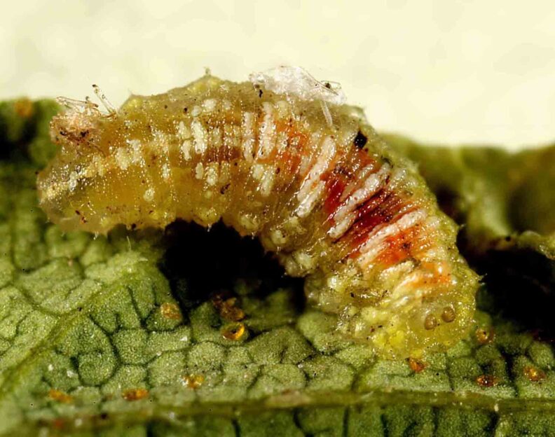 Predatory Flies : Predatory midges | Hortsense | Washington State ...