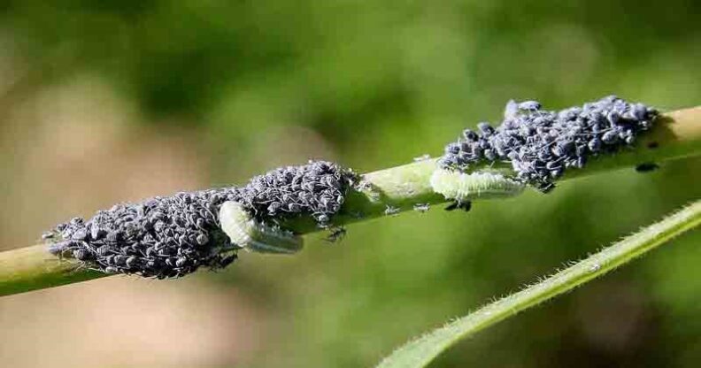 Predatory Flies : Hover flies | Hortsense | Washington State University