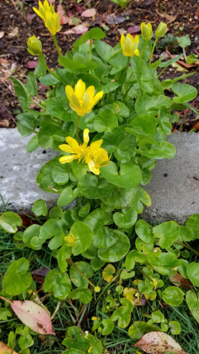 Weed Photo Gallery | Hortsense | Washington State University