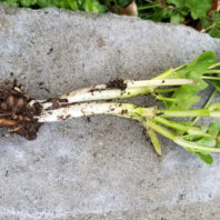 Weeds: Lesser celandine – Ficaria verna | Hortsense | Washington State ...