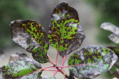 Madrone: Leaf blight | Hortsense | Washington State University