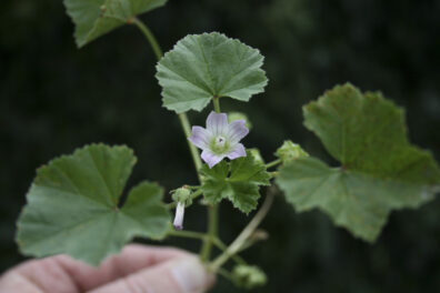 Weeds: Mallow, common (Cheeseweed, Buttonweed) – Malva neglecta ...