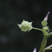 Weeds: Mallow, common (Cheeseweed, Buttonweed) – Malva neglecta ...