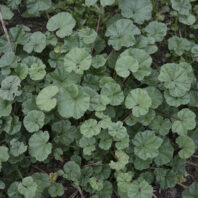 Weeds: Mallow, common (Cheeseweed, Buttonweed) – Malva neglecta ...