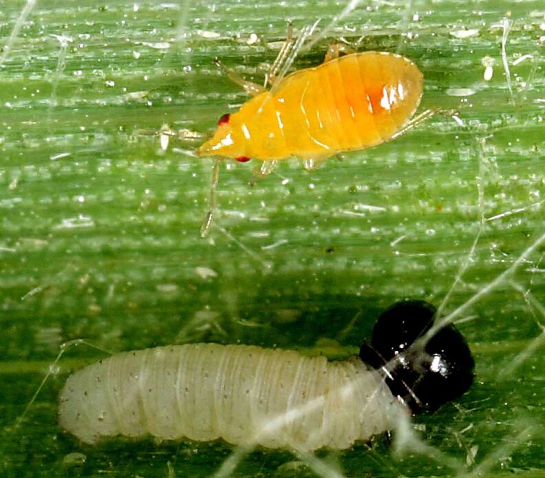 Predatory Bugs : Minute pirate bugs | Hortsense | Washington State ...