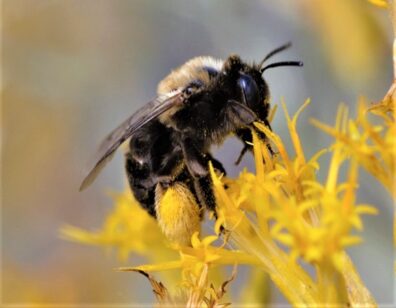 Andrenidae: Mining and Miner Bees | Hortsense | Washington State University