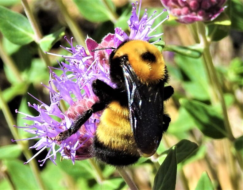 Apidae: Bumble Bees (Bombus spp.) | Hortsense | Washington State University