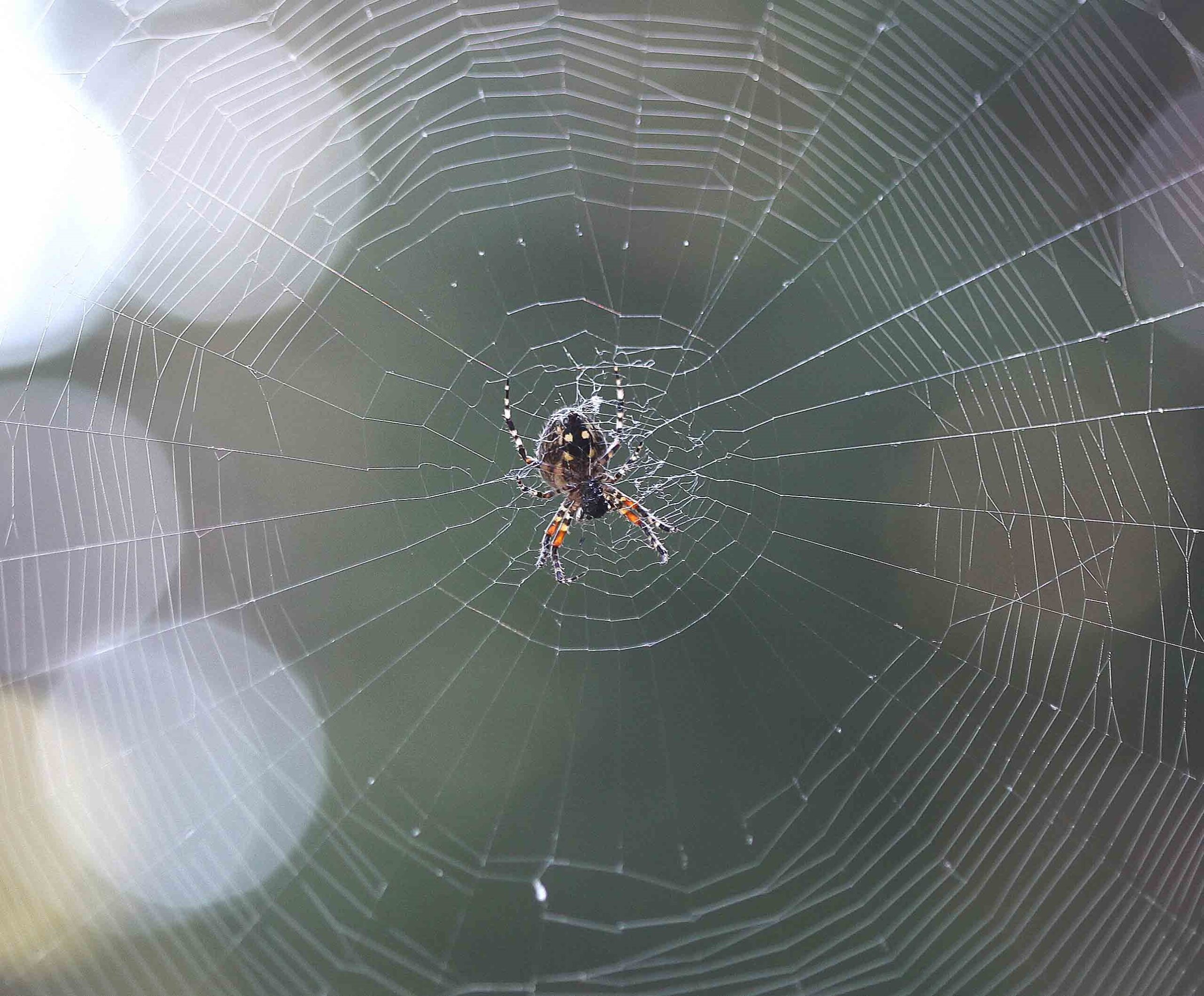 Spiders | Hortsense | Washington State University