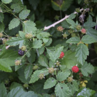 Weeds: Blackberry (Himalayan, Evergreen, Pacific) – Rubus spp ...