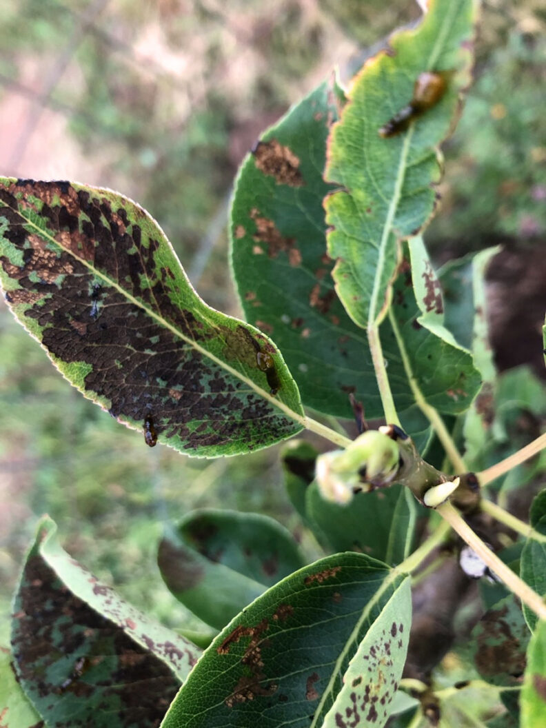 Common Insects and Mites: Pear slug | Hortsense | Washington State ...