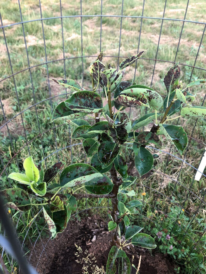Pear: Pear slug (pear sawfly) | Hortsense | Washington State University
