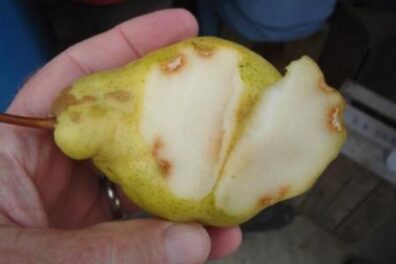 Pear: Brown marmorated stink bug | Hortsense | Washington State University