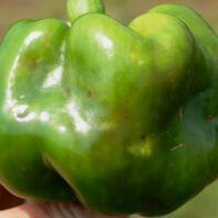 Pepper, Eggplant: Brown marmorated stink bug | Hortsense | Washington ...
