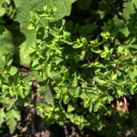 Weeds: Spurges (Prostrate spurges) – Chamaesyce spp. (Euphorbia spp ...