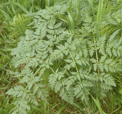 Weeds: Poison hemlock – Conium maculatum | Hortsense | Washington State ...