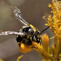 Colletidae: Polyester and Yellow-Faced Bees | Hortsense | Washington ...