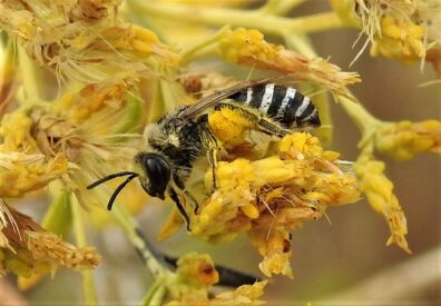 Colletidae: Polyester and Yellow-Faced Bees | Hortsense | Washington ...