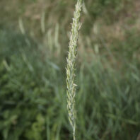 Weeds: Quackgrass – Elymus repens (Elytrigia repens, Agropyron repens ...
