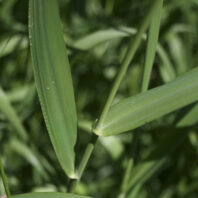 Weeds: Reed canarygrass – Phalaris arundinacea | Hortsense | Washington ...