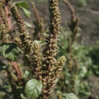 Weeds: Redroot pigweed (Rough pigweed) – Amaranthus retroflexus | Hortsense | Washington State ...