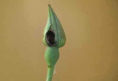 Rose: Tobacco budworm | Hortsense | Washington State University