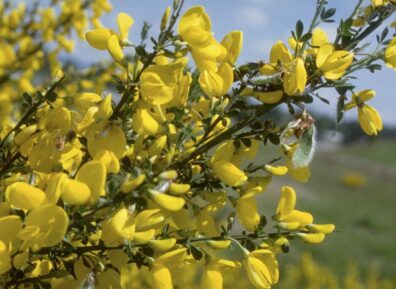 Weeds: Scotch broom – Cytisus scoparius | Hortsense | Washington State ...