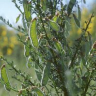 Weeds: Scotch broom – Cytisus scoparius | Hortsense | Washington State ...