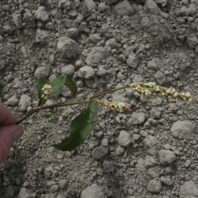 Weeds: Smartweeds – Polygonum spp. | Hortsense | Washington State ...