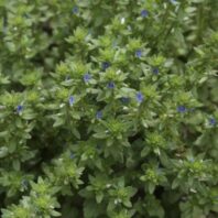 Weeds: Speedwells – Veronica spp. | Hortsense | Washington State University