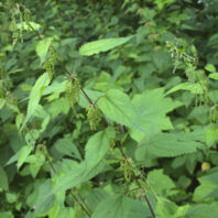 Weeds: Stinging nettle – Urtica dioica | Hortsense | Washington State ...