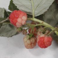 Common Cultural: Sunscald | Hortsense | Washington State University