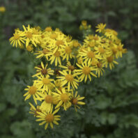 Weeds: Tansy ragwort – Senecio jacobaea | Hortsense | Washington State ...