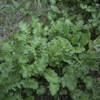 Weeds: Tansy ragwort – Senecio jacobaea | Hortsense | Washington State ...