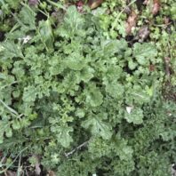 Weeds: Tansy ragwort – Senecio jacobaea | Hortsense | Washington State ...
