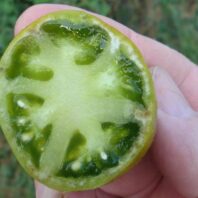 Tomato: Brown marmorated stink bug | Hortsense | Washington State ...