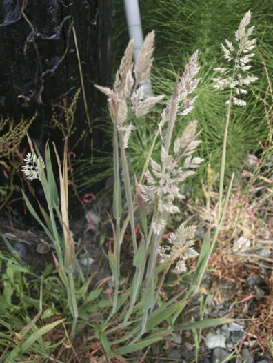 Weeds: Velvetgrass (Common velvetgrass) – Holcus lanatus | Hortsense ...