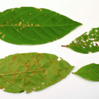 Viburnum: Viburnum leaf beetle | Hortsense | Washington State University