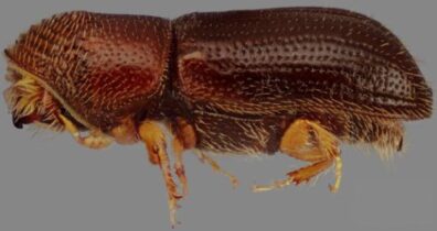 Walnut: Walnut twig beetle | Hortsense | Washington State University