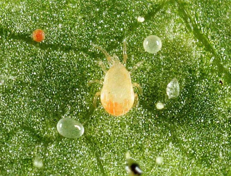 Predatory mites | Hortsense | Washington State University