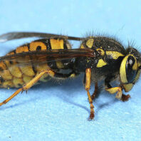 Stinging Wasps : Yellowjackets | Hortsense | Washington State University